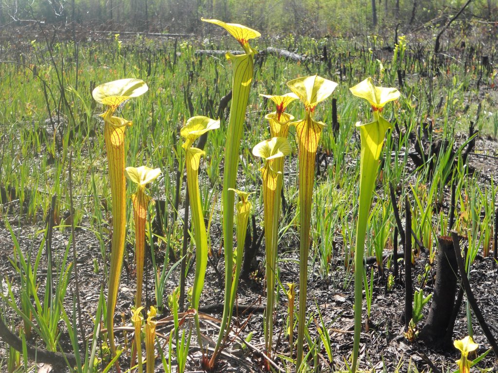 pitcher plant after dormancy - Southern Habitats